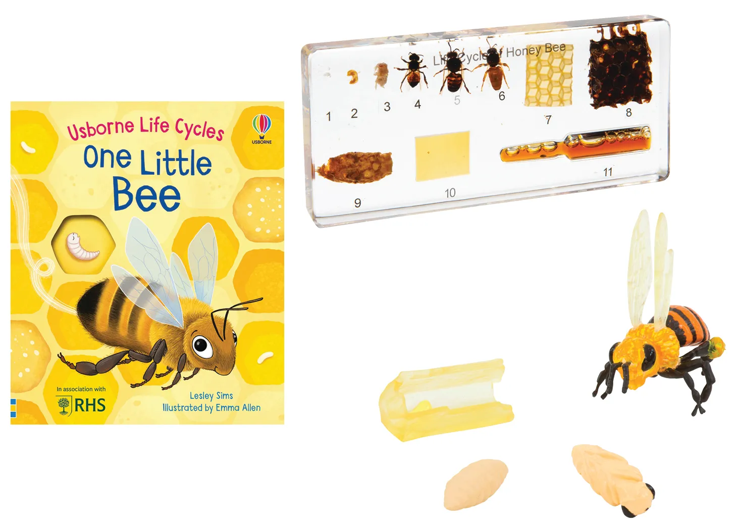 Life Cycle Of Honey Bee