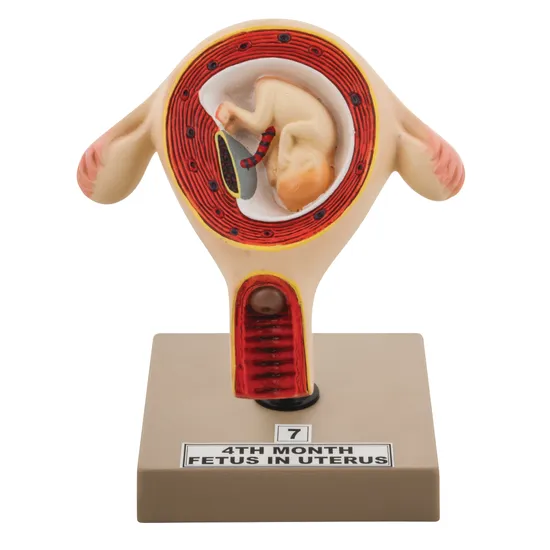 Embryonic Fetal Development - Set of 9