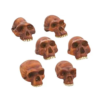 Prehistoric Man Skull Model - Set Of 6