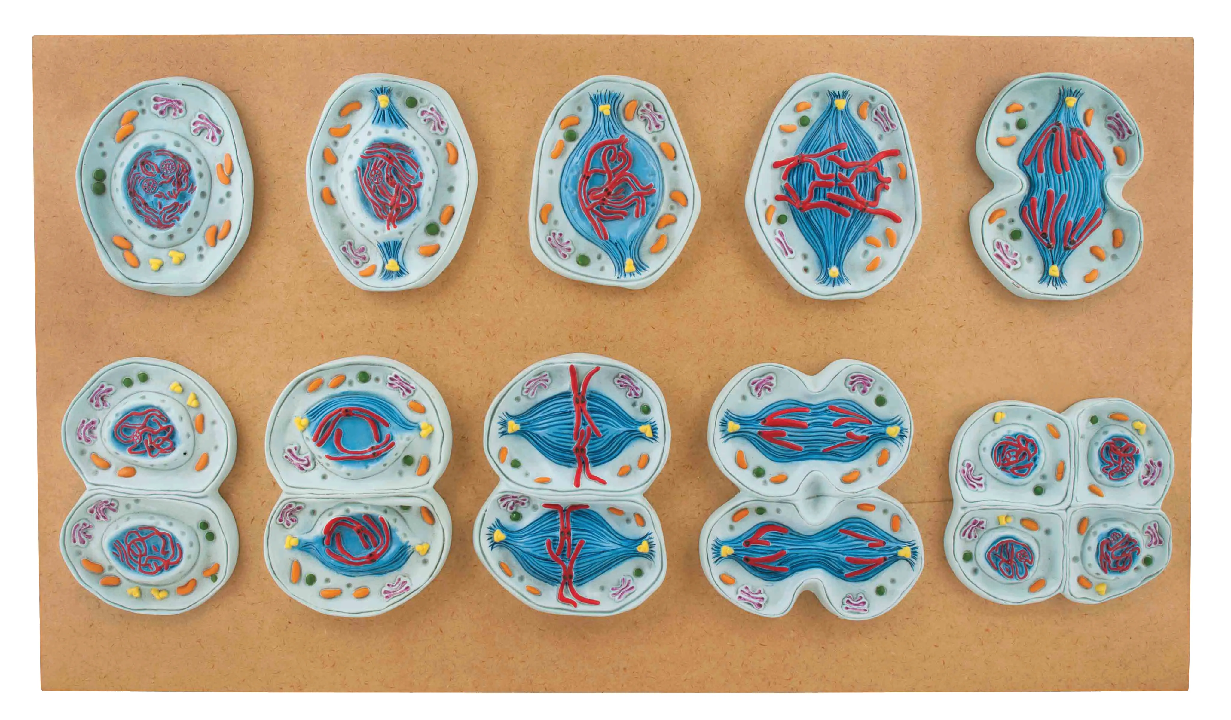 Meiosis 3d Paper Project Mitosis 3d Model Project