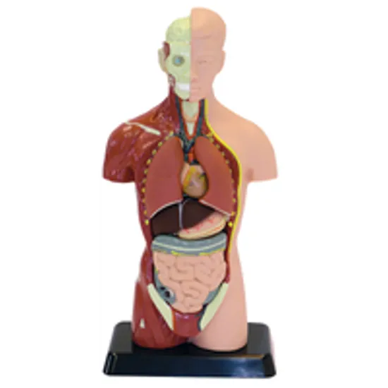 Human Anatomy Model - 27 cm, 8 Pieces