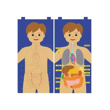 My Body Felt Chart