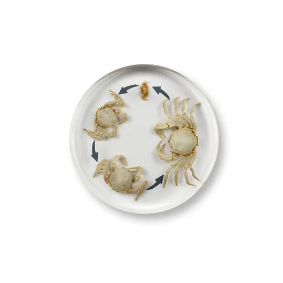 Round Crab Life Cycle