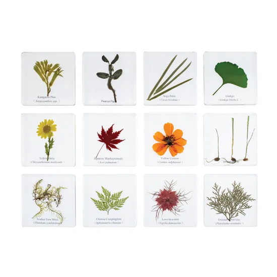 Plant Kingdom Slides