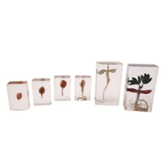 Life Cycle of the Peanut