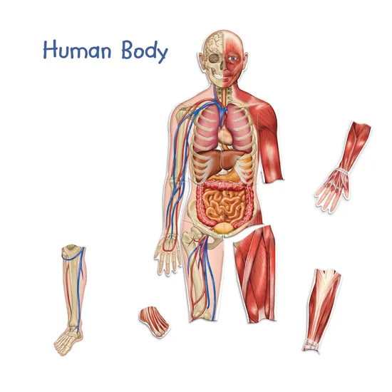 Double Sided Magnetic Human Body - 17 Pieces