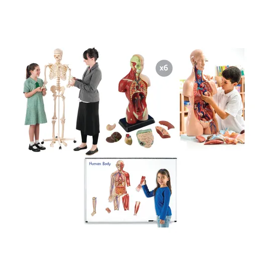 Human Anatomy & Skeleton Class Pack
