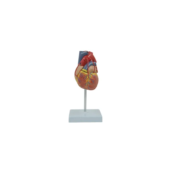 Human Heart - Life Size Model, 2 Parts