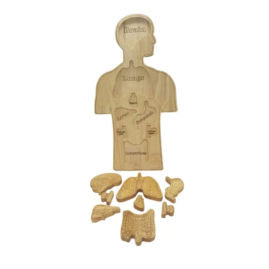 Human Anatomy Puzzle