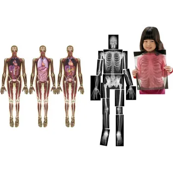 Human Body X-Rays & MRI Scans Kit