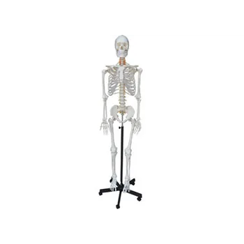 Model - Skeleton Human Articulated, Natural Size