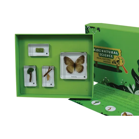 Life cycle of the Butterfly