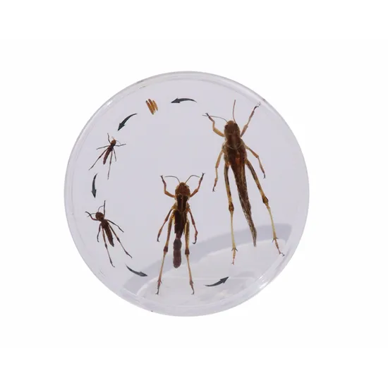 Life Cycle of the Locust