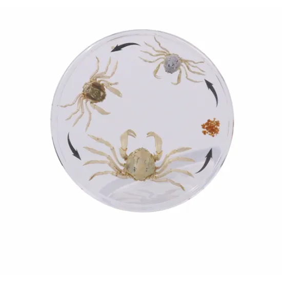 Life Cycle of the Crab