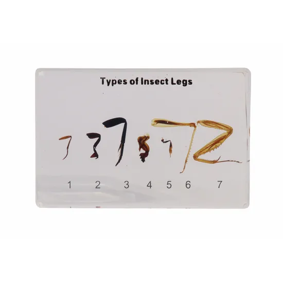 Types of Insect Legs