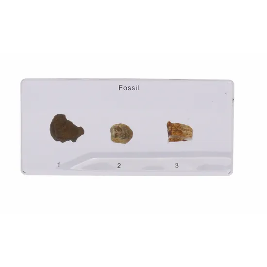 Fossils in Resin