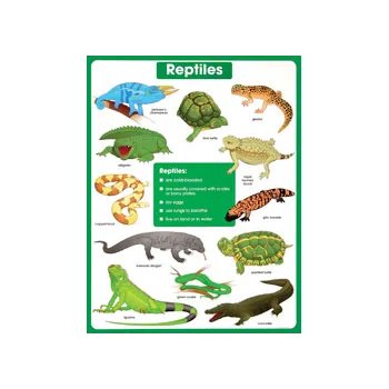 Reptiles Poster